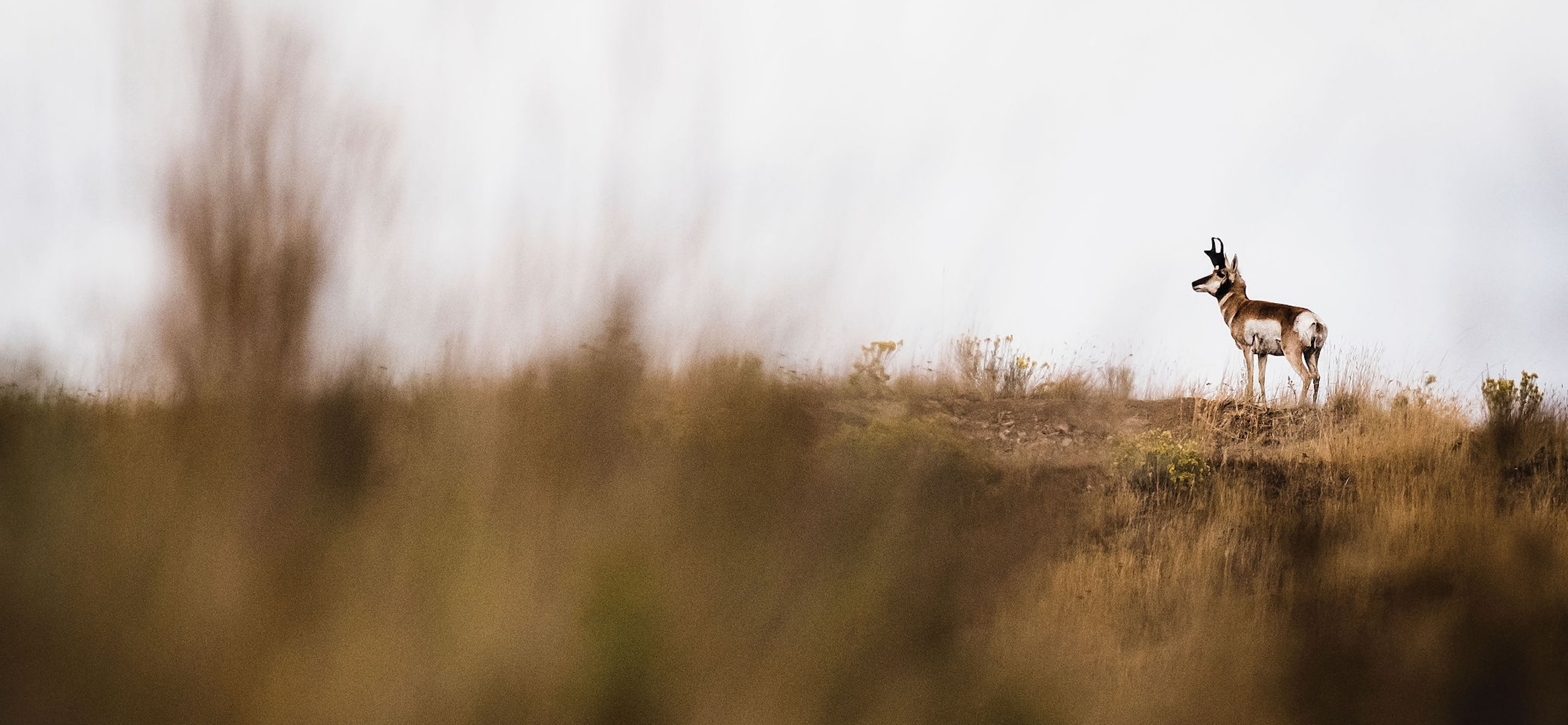 How to Find Pronghorn With E-Scouting and Advanced Mapping - HuntStand