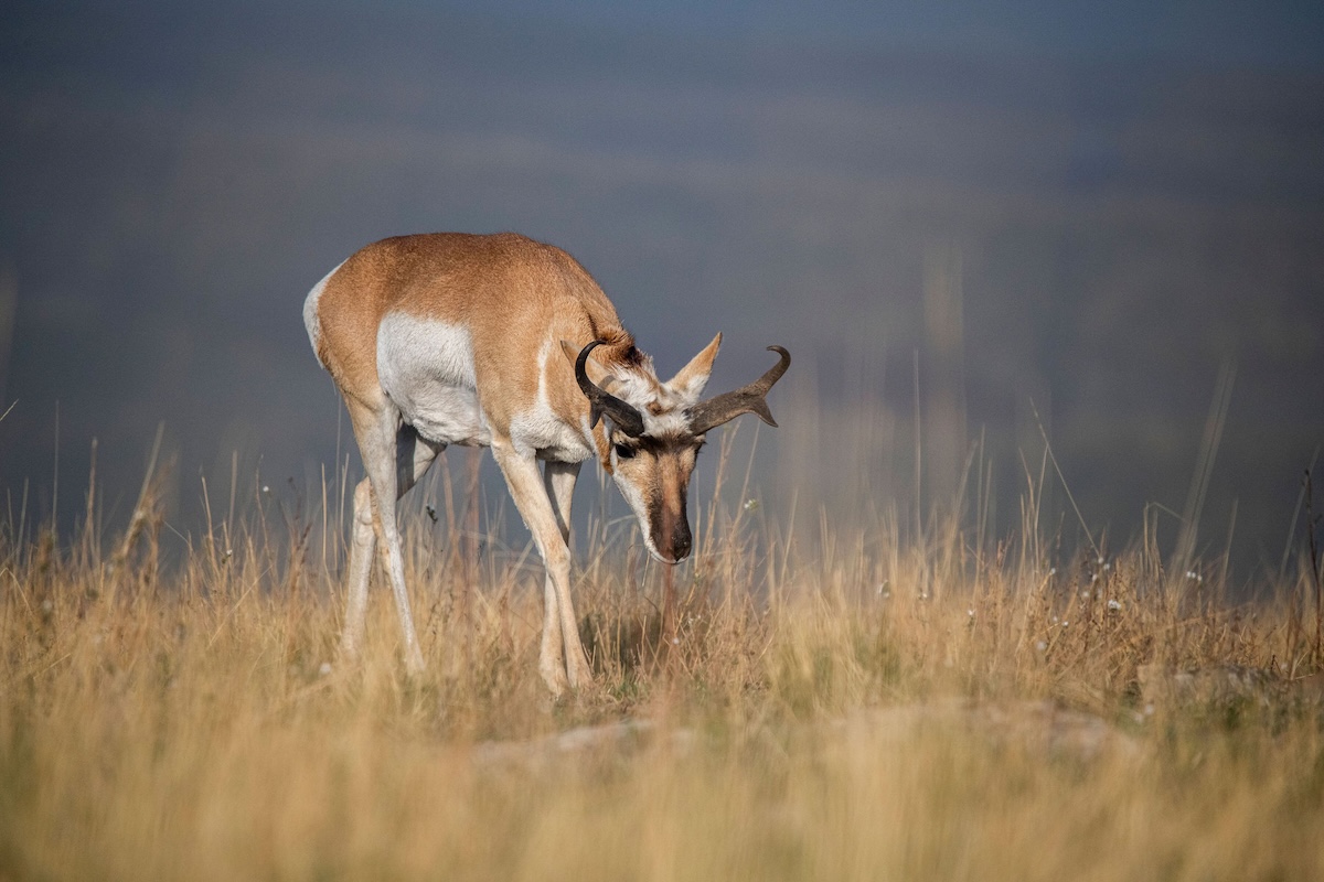 How to Find Pronghorn With E-Scouting and Advanced Mapping - HuntStand