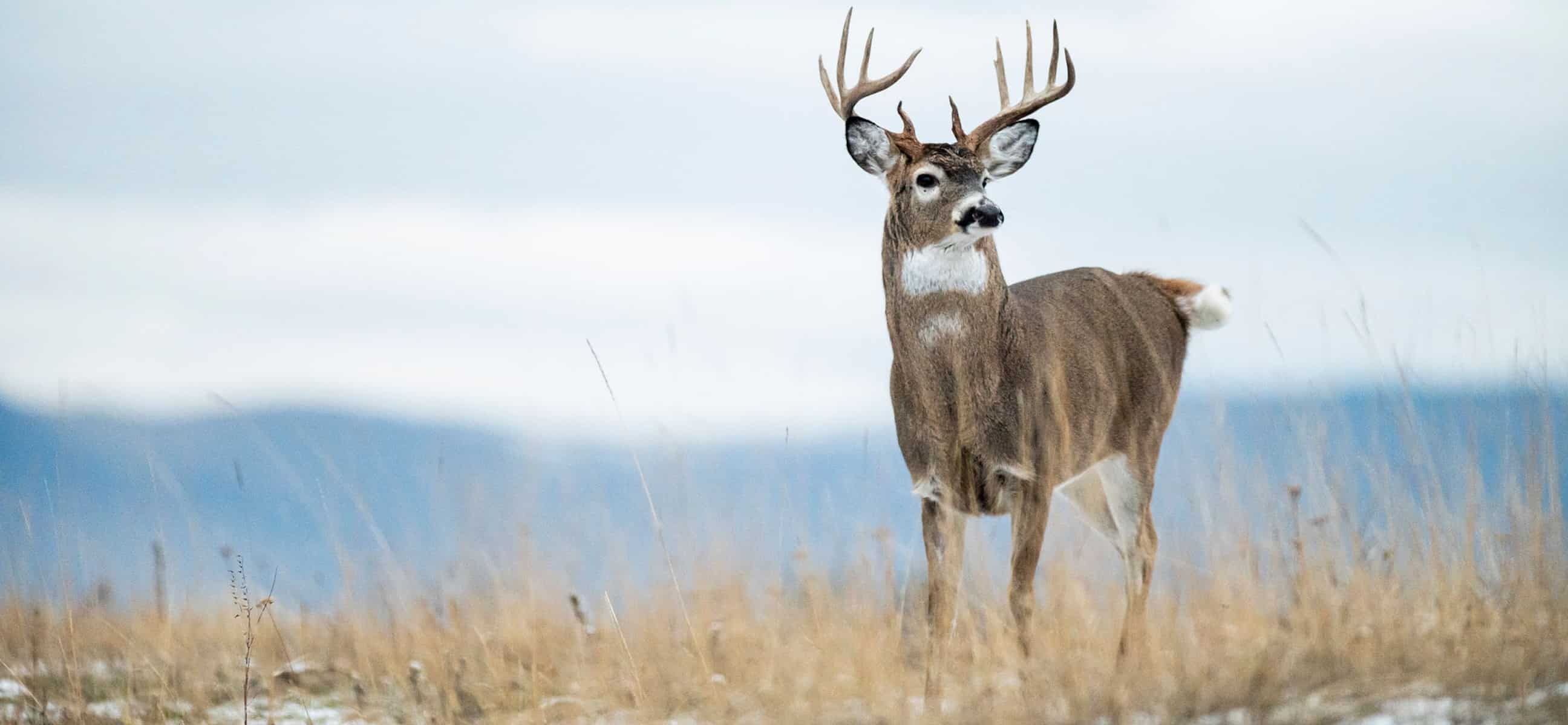 40 Deer Hunting Problems and HuntStand Solutions - HuntStand