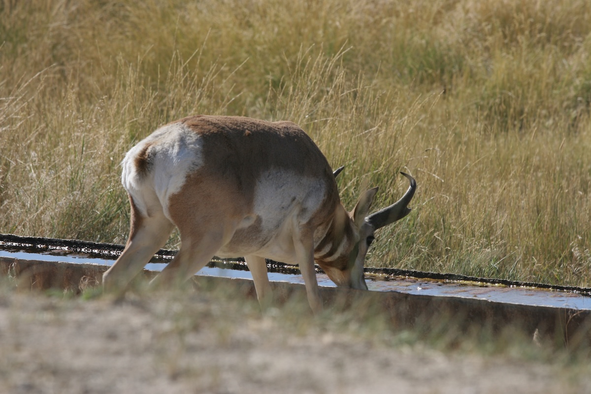 How to Find Pronghorn With E-Scouting and Advanced Mapping - HuntStand