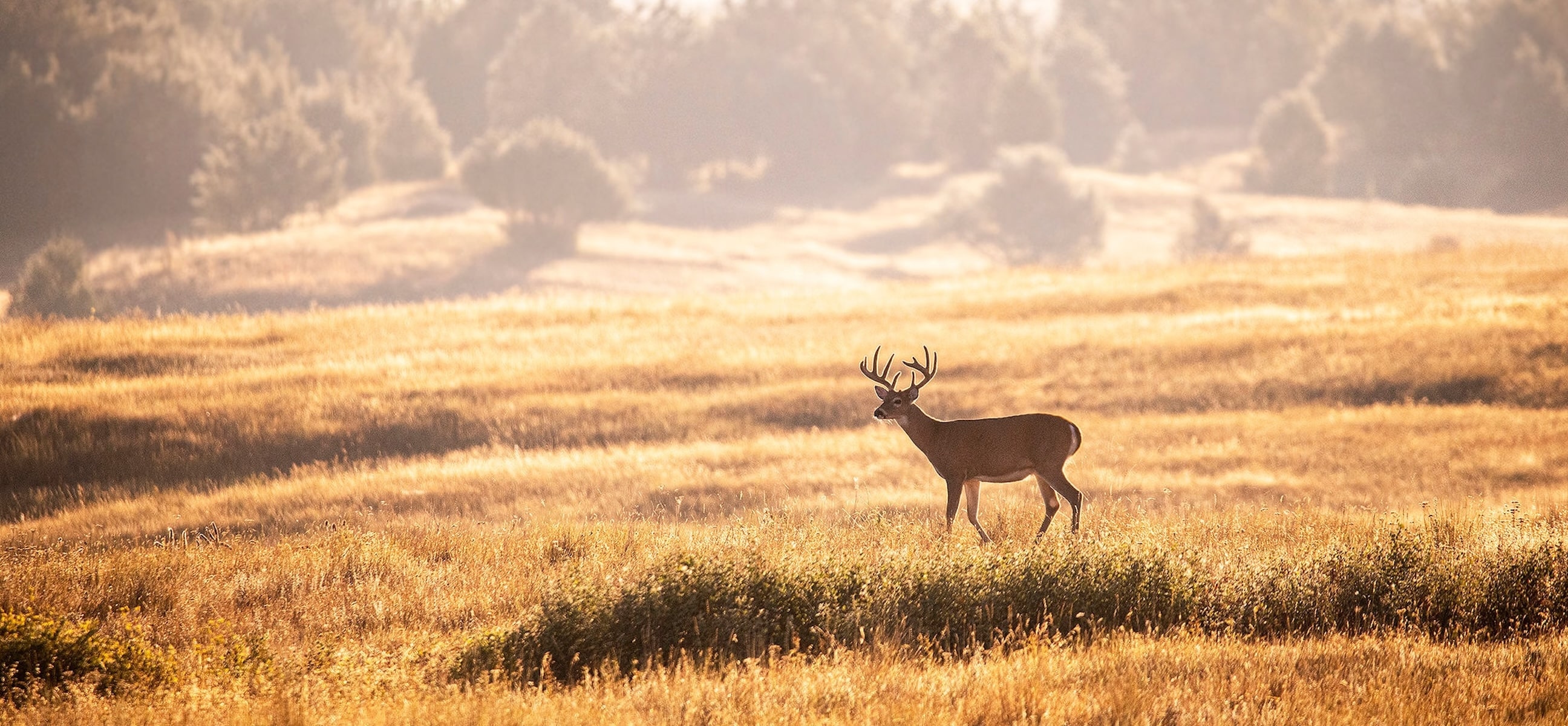 The 5-Step Scouting Plan to Pattern Mature Bucks - HuntStand