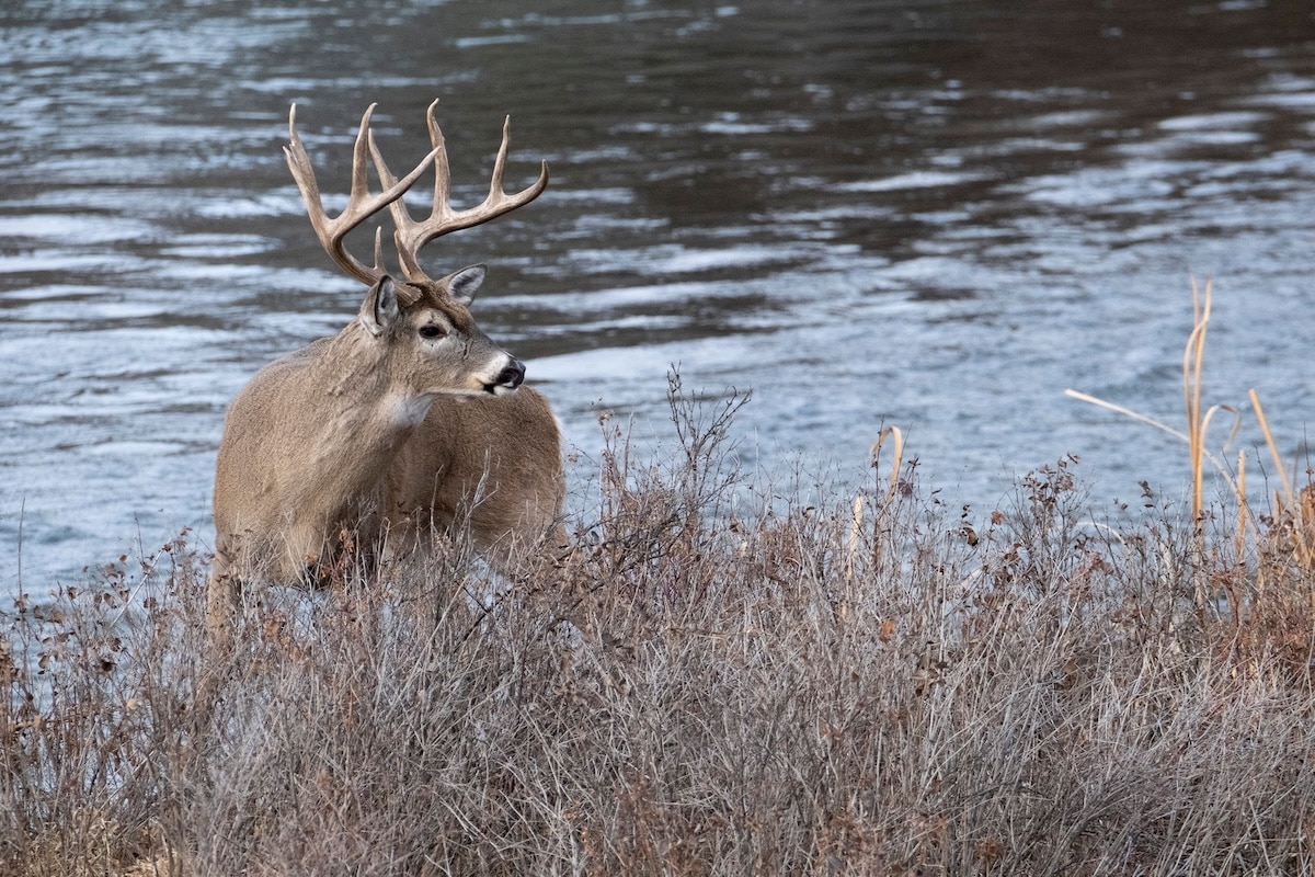 The 5-Step Scouting Plan to Pattern Mature Bucks - HuntStand