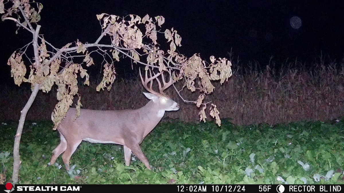The 5-Step Scouting Plan to Pattern Mature Bucks - HuntStand