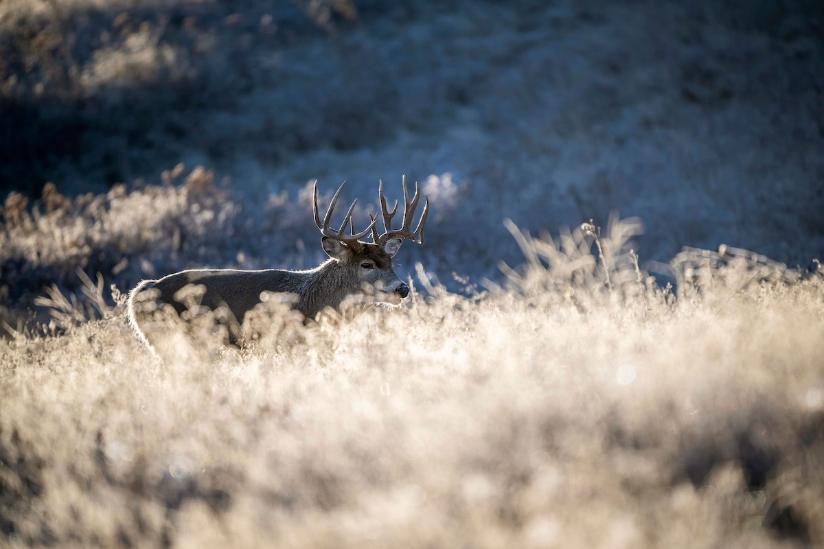 11 Overlooked and Unappreciated Traits of the Best Deer Hunters - HuntStand