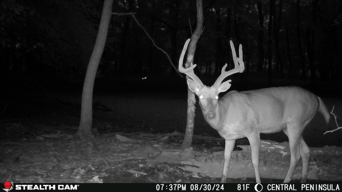 How to Conduct a Deer Population Survey