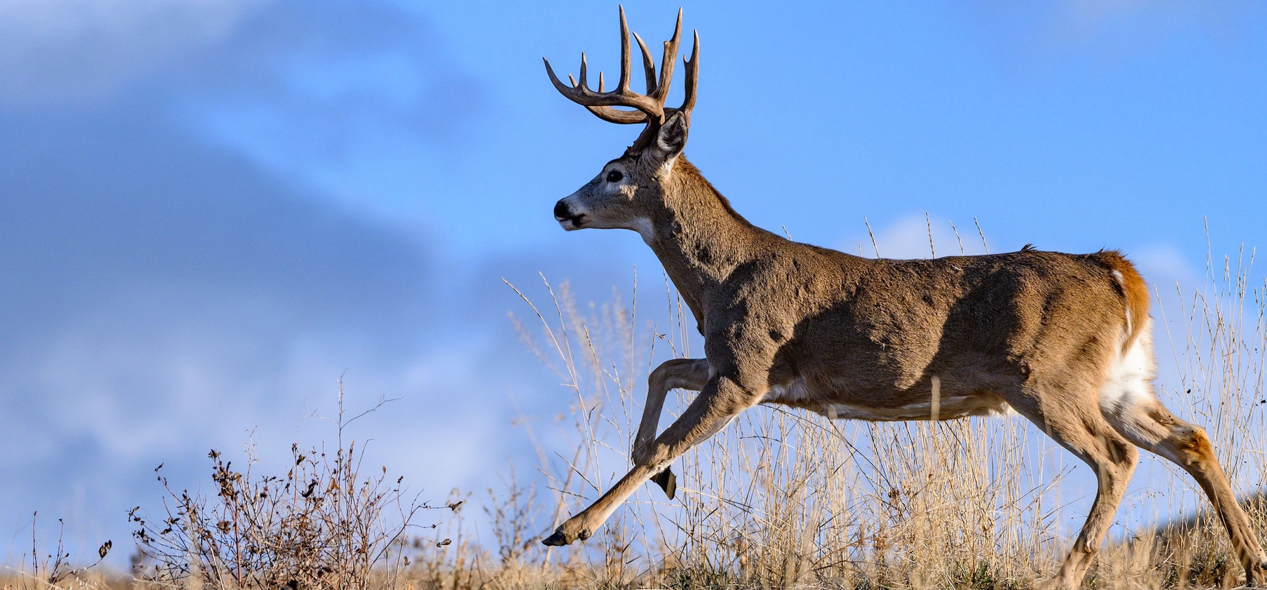 Hunting Pre-Rut Whitetails with HuntStand - HuntStand