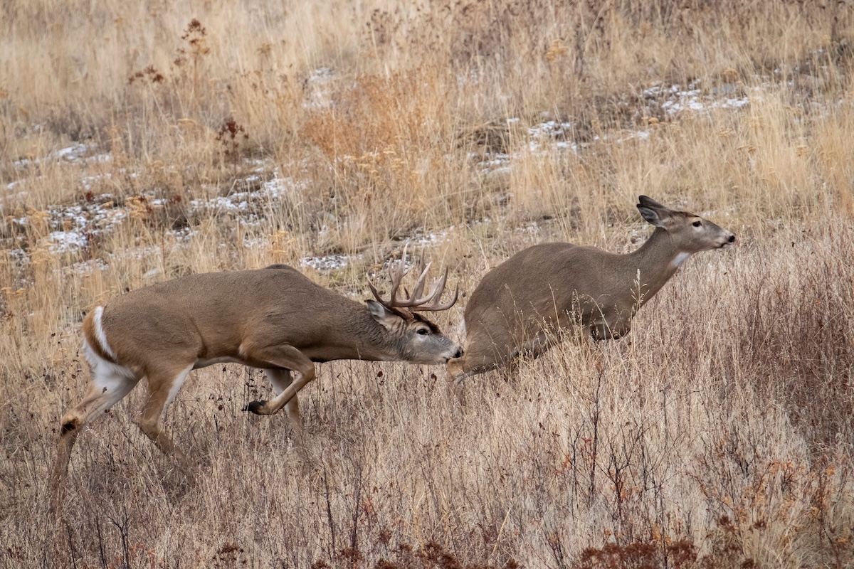 The Best Days of Deer Season - HuntStand