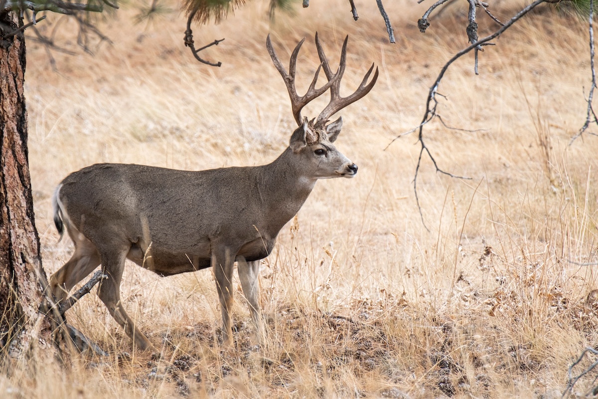 How to Hunt Mule Deer (With the Fervor of a Nonresident Hunter) - HuntStand