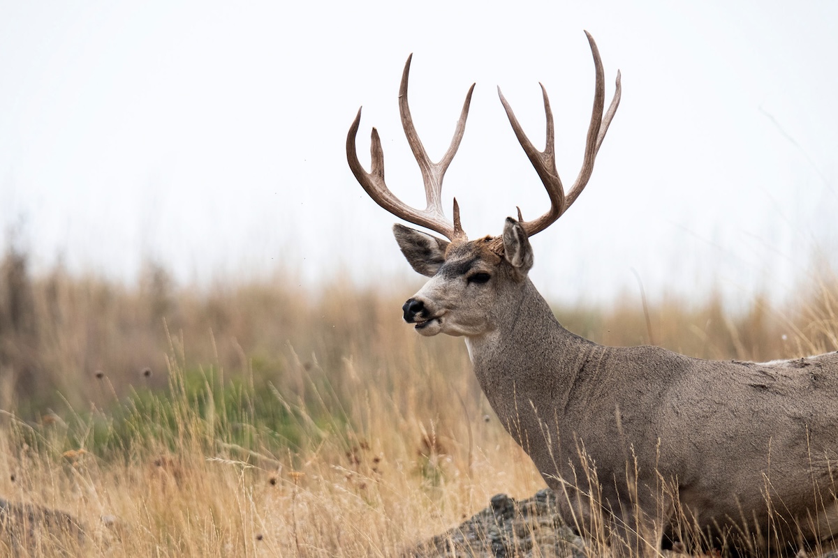 How to Hunt Mule Deer (With the Fervor of a Nonresident Hunter) - HuntStand