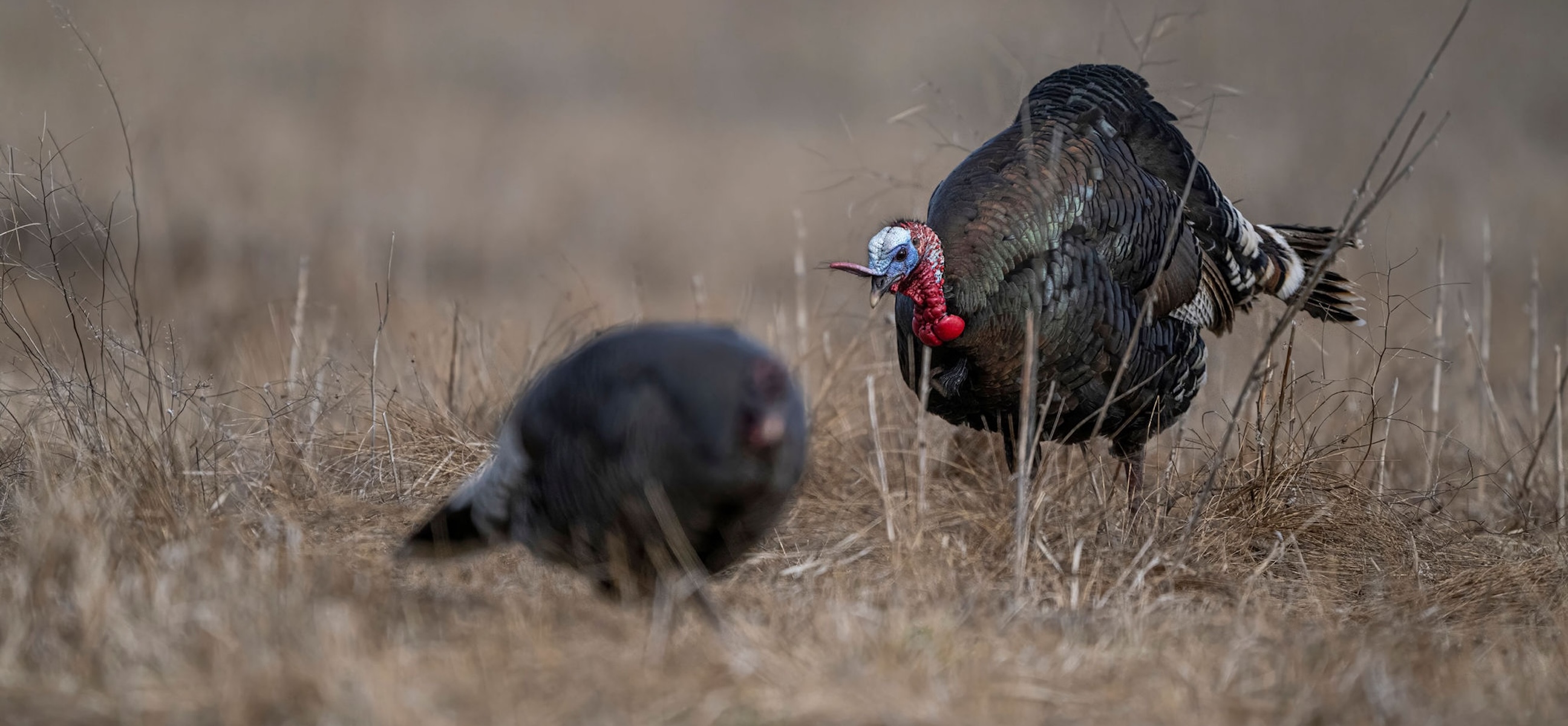 Get The Drop On Fall Turkeys With Help From HuntStand - HuntStand