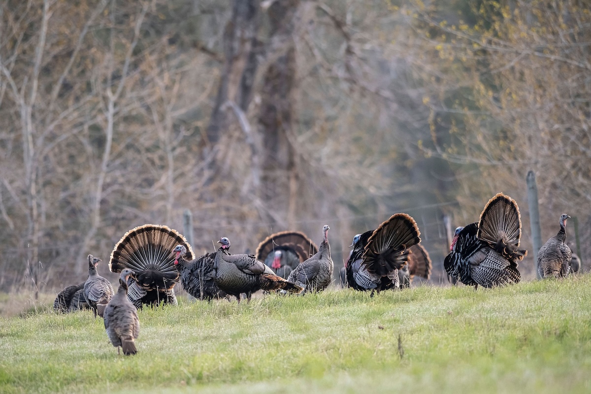 Get The Drop On Fall Turkeys With Help From HuntStand - HuntStand
