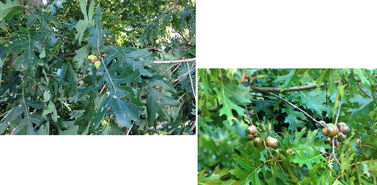 Get The Drop On Fall Turkeys With Help From HuntStand - HuntStand