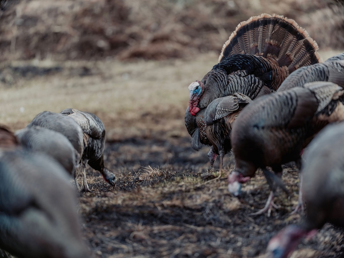 Get The Drop On Fall Turkeys With Help From HuntStand - HuntStand