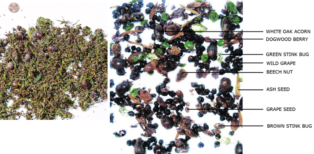 Get The Drop On Fall Turkeys With Help From HuntStand - HuntStand