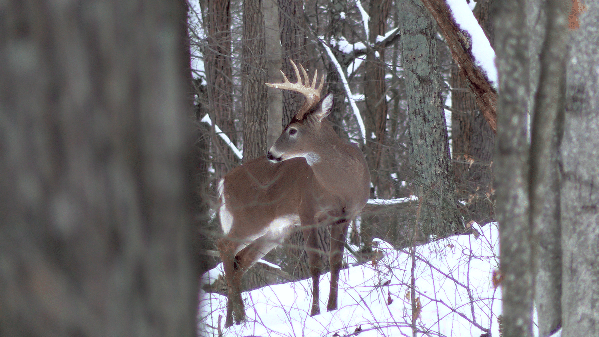 10 Places Pressured Bucks Hide (And How HuntStand Helps Find Them ...