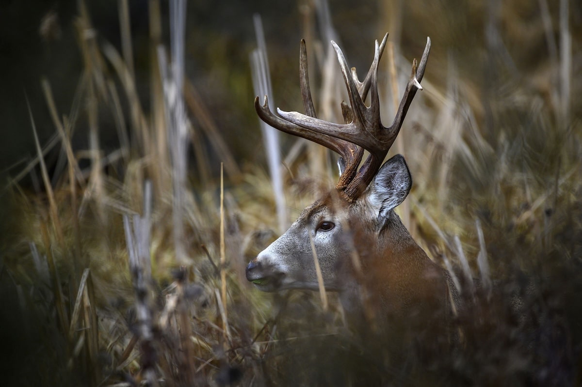 10 Places Pressured Bucks Hide (And How HuntStand Helps Find Them ...