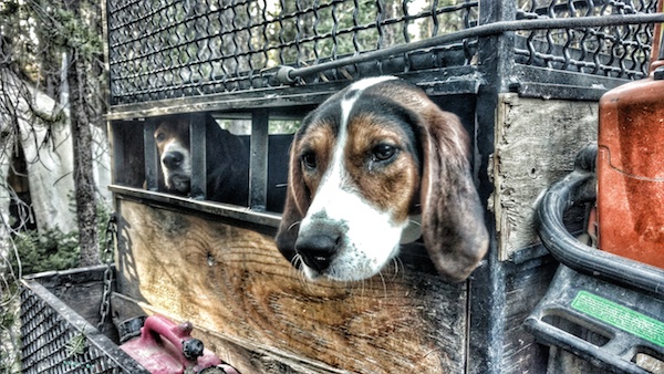 Bear Hunting with Bait, Dogs, and Other Tactics - HuntStand