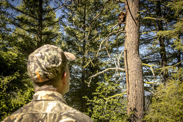 Bear Hunting with Bait, Dogs, and Other Tactics - HuntStand