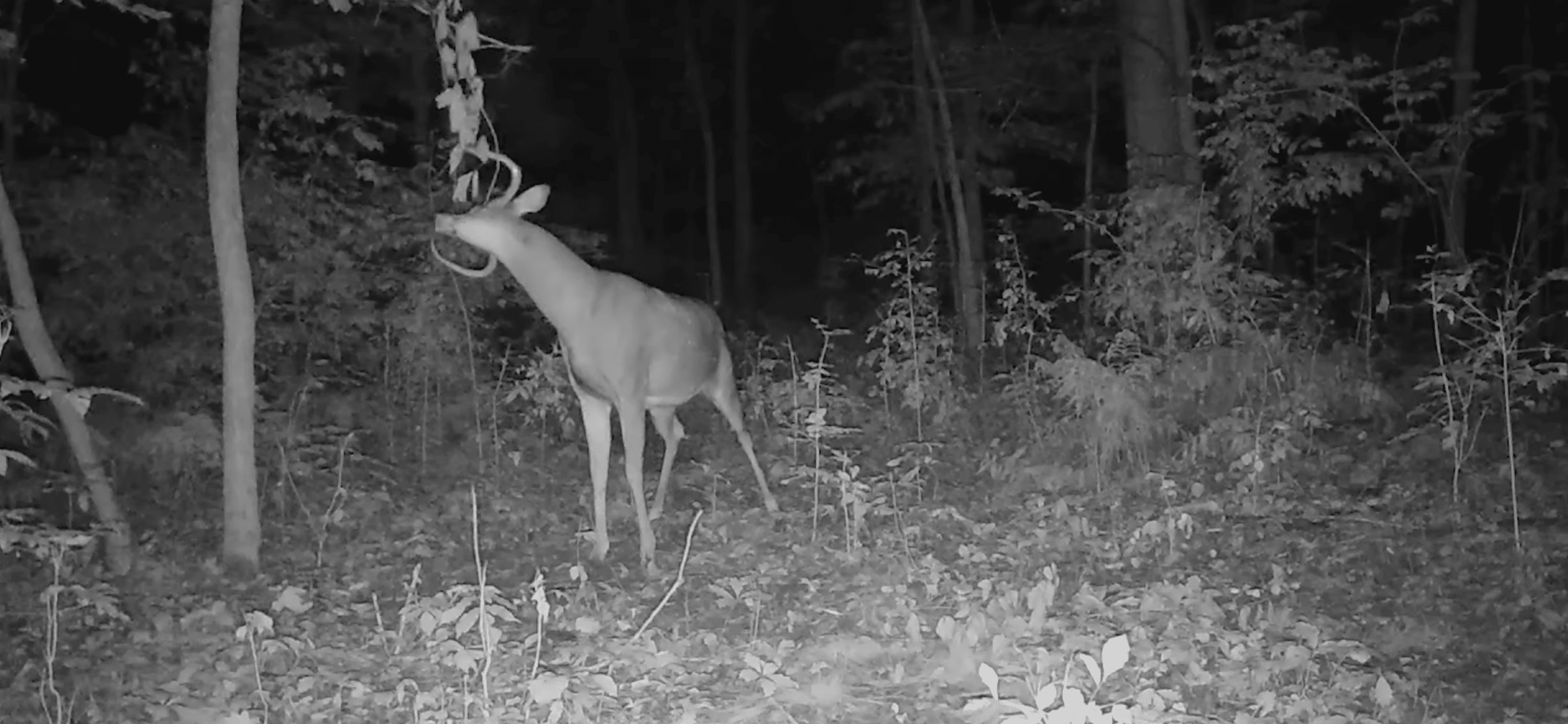 Ohio Late-Season Muzzleloader Deer Hunt [The Setup] - HuntStand