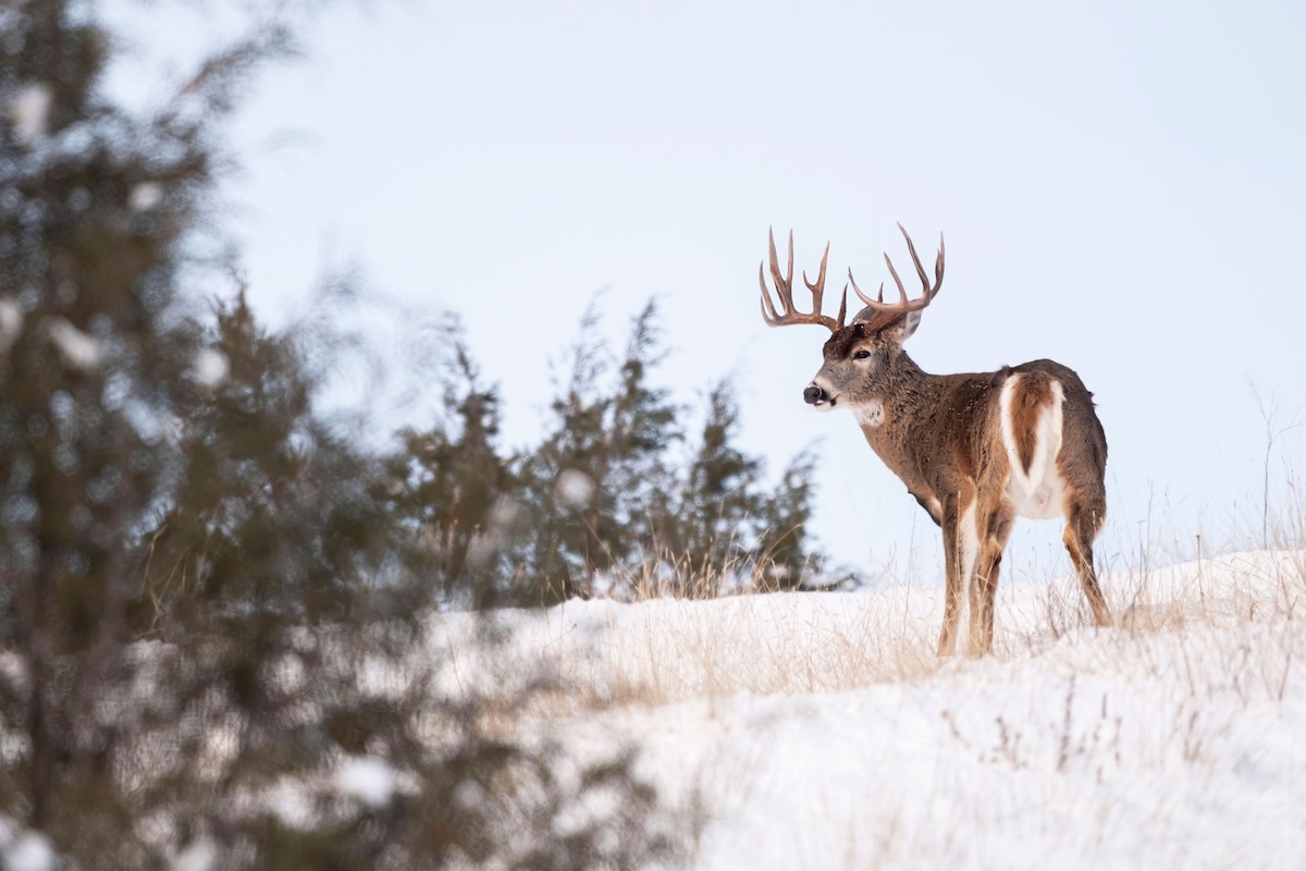 How Deer Survive Winter (And 10 Things That Happen to Deer in Harsh ...