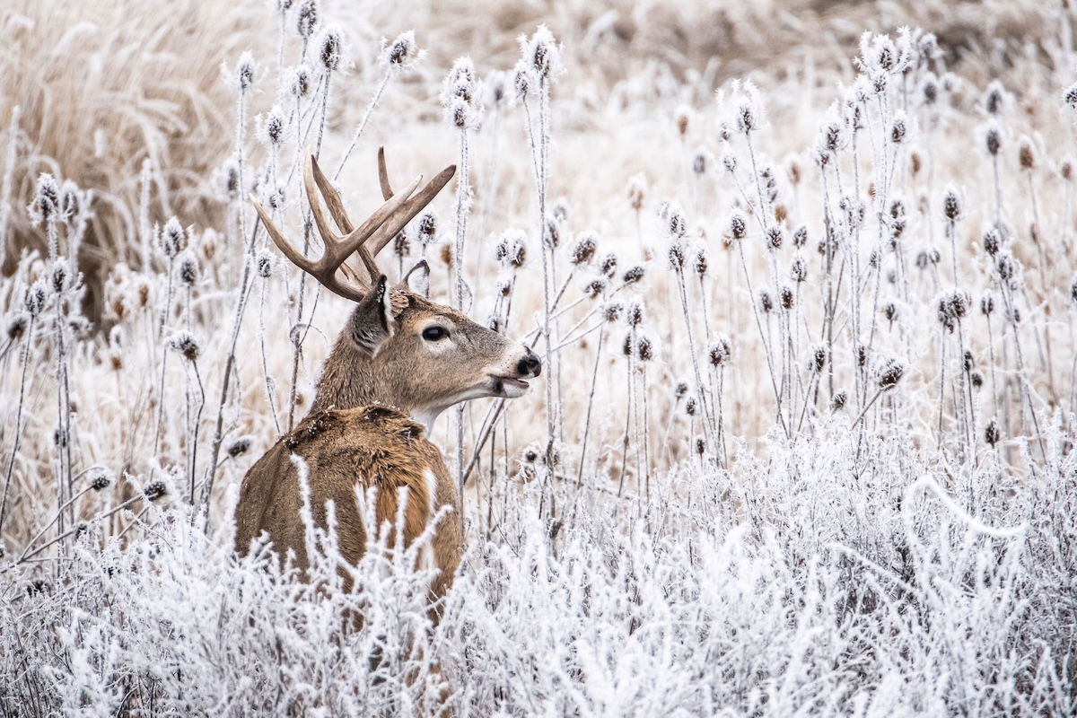 How Deer Survive Winter (And 10 Things That Happen to Deer in Harsh ...