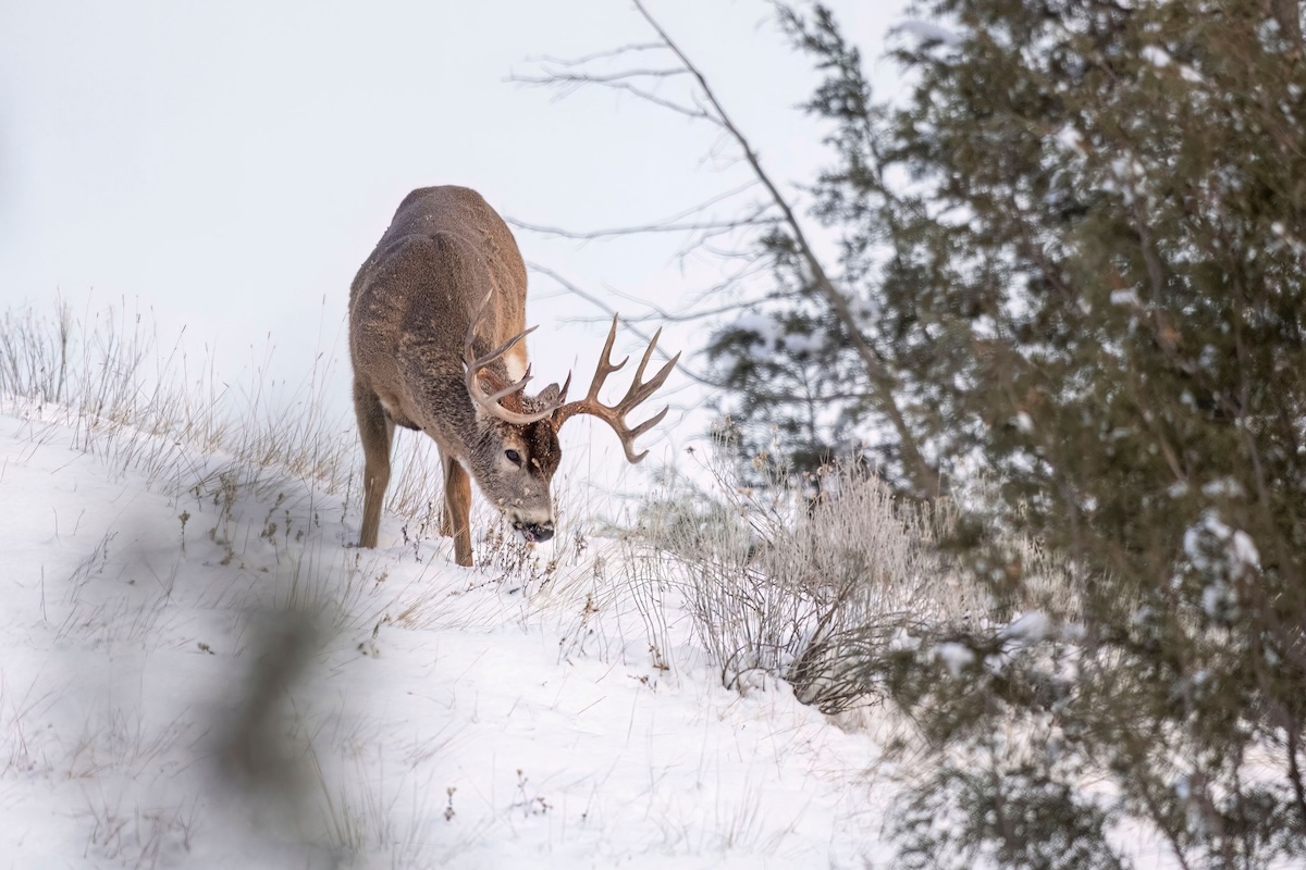 How Deer Survive Winter (And 10 Things That Happen to Deer in Harsh ...