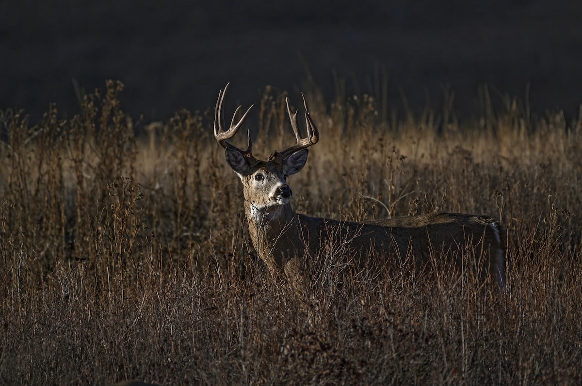 How Mature Bucks Move from A to B (and How HuntStand Visualizes ...