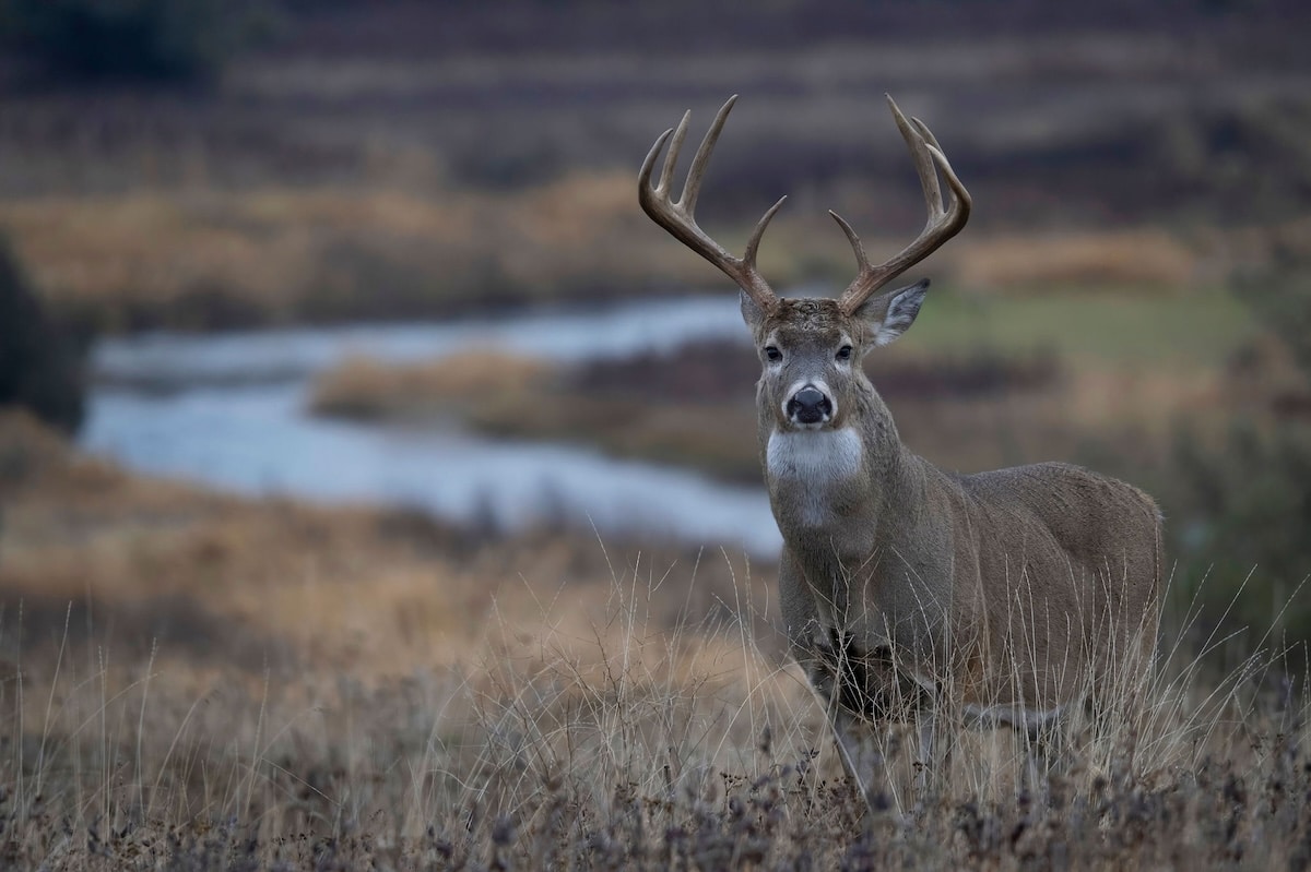 How Mature Bucks Move from A to B (and How HuntStand Visualizes ...