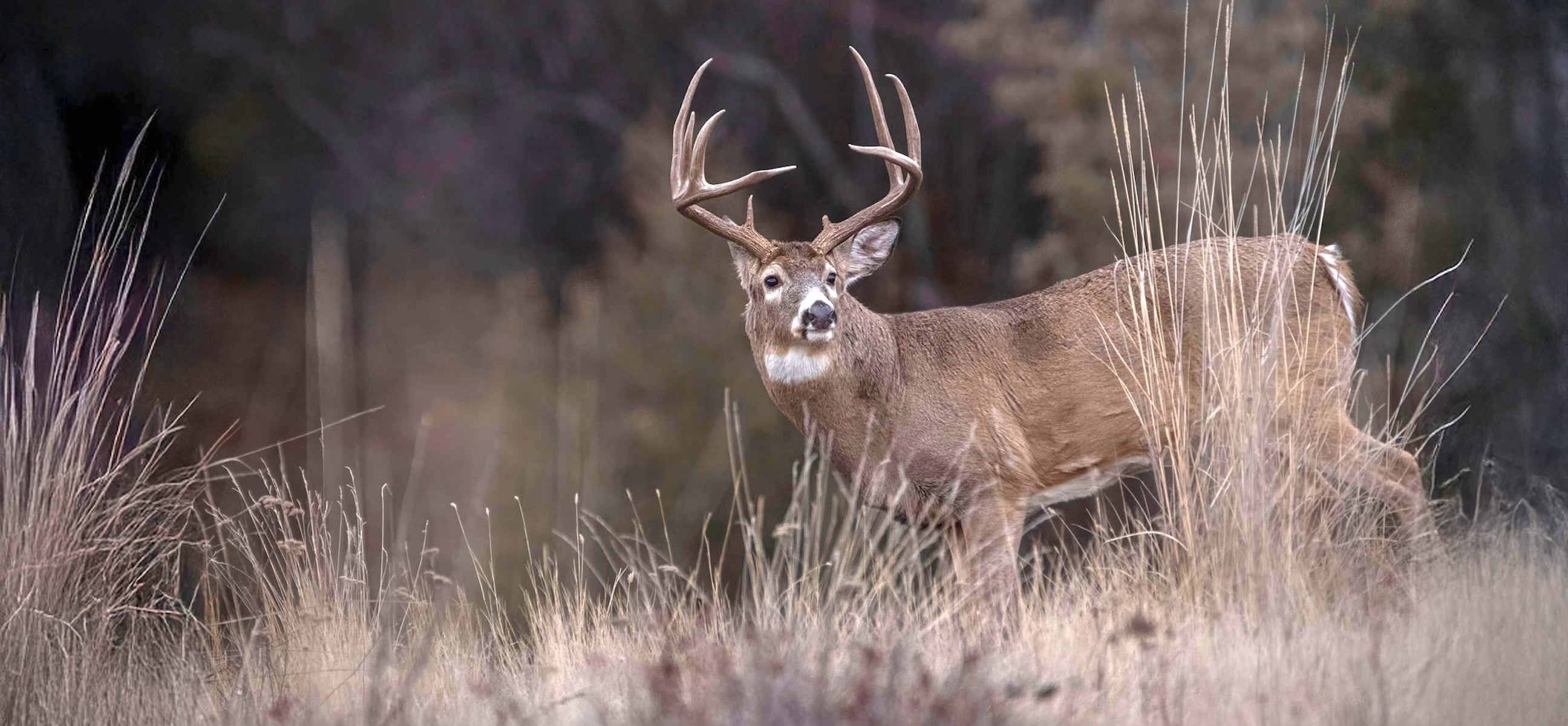 7 Deer Hunts in February or March You Should Schedule - HuntStand